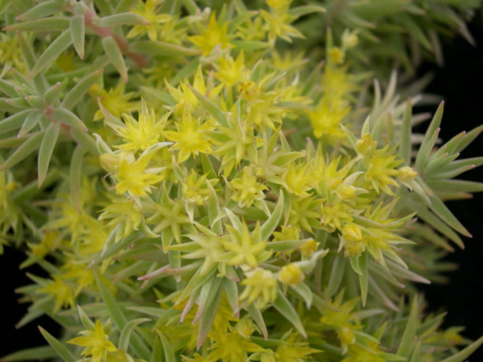 Sedum lineare 'Variegatum' - World of Succulents