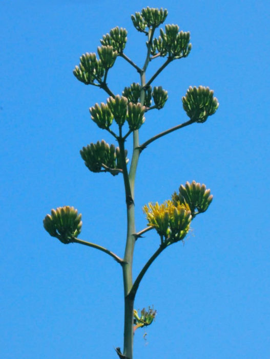 Agave Murpheyi Hohokam Agave World Of Succulents