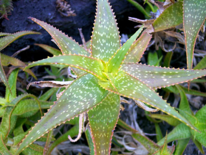 Aloe andongensis - World of Succulents