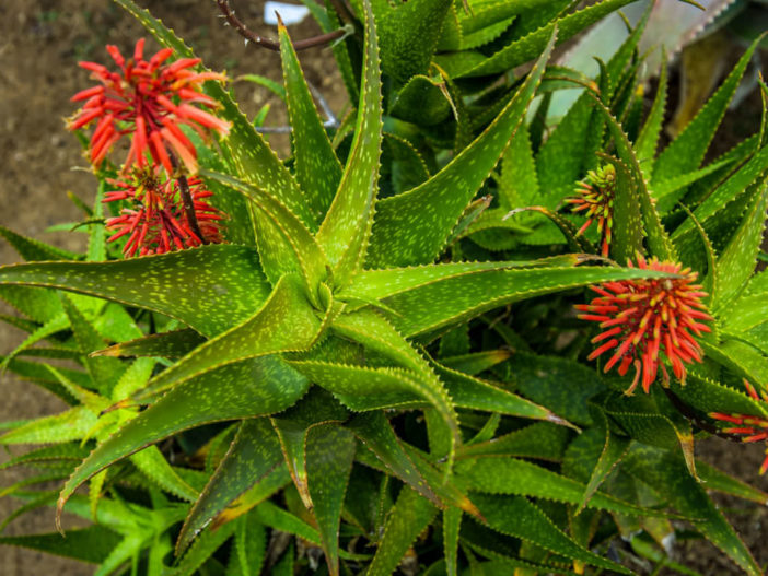 Aloe andongensis - World of Succulents