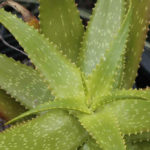 Aloe andongensis - World of Succulents