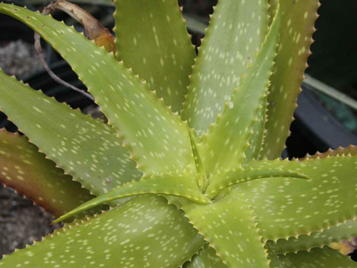 Aloe andongensis - World of Succulents