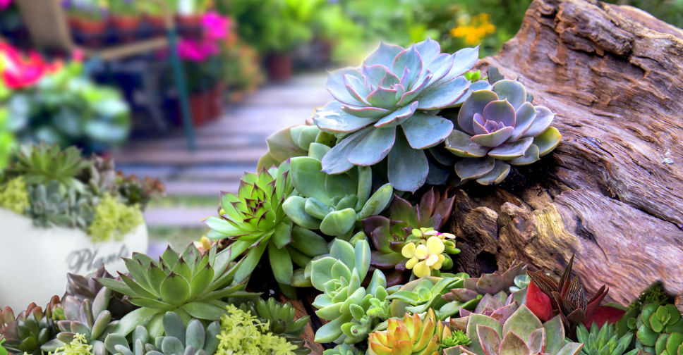 3 Things to Know About Caring for Succulents - World of Succulents
