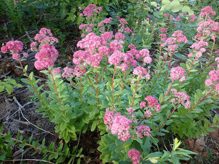 Hylotelephium telephium (Orpine) - World of Succulents