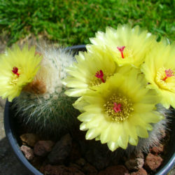 Parodia scopa - Silver Ball Cactus