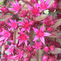 Phedimus spurius 'Voodoo' - World of Succulents