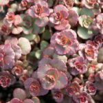 Phedimus spurius 'Voodoo' - World of Succulents