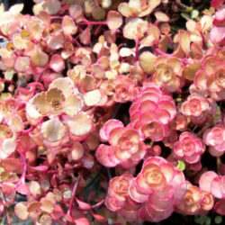 Phedimus spurius 'Voodoo' - World of Succulents