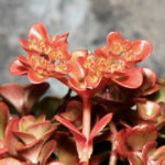 Sedum tetractinum 'Coral Reef' - World of Succulents