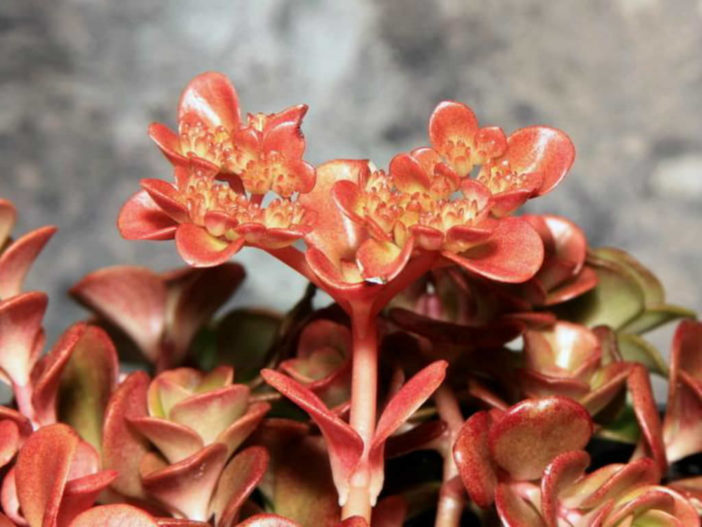 Sedum tetractinum 'Coral Reef' - World of Succulents