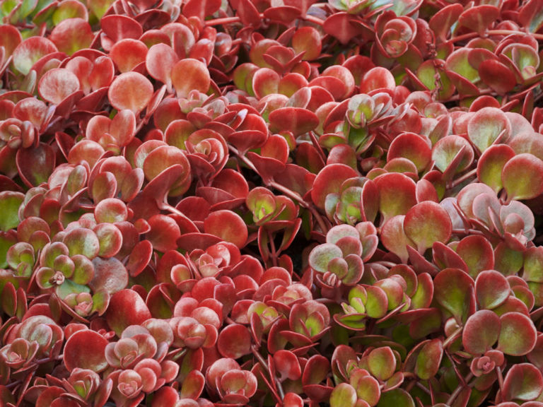 Sedum tetractinum 'Coral Reef' - World of Succulents