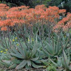 Aloe striata (Coral Aloe) - World of Succulents