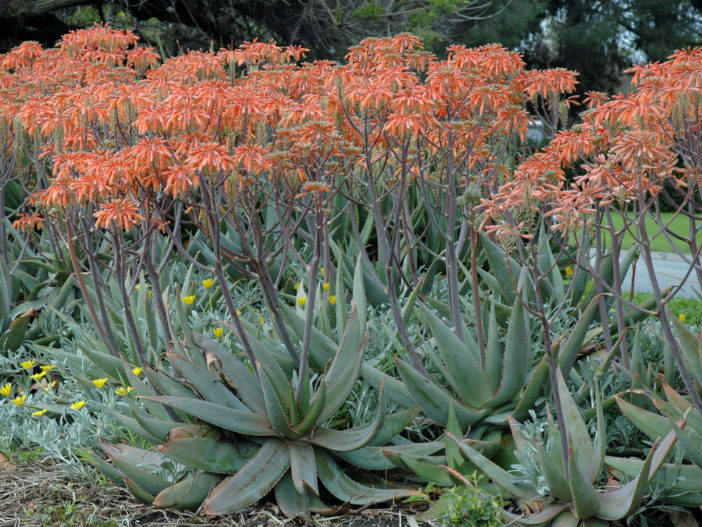 Aloe striata (Coral Aloe) - World of Succulents