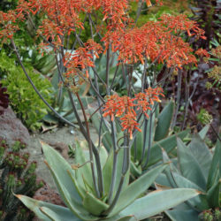 Aloe striata (Coral Aloe) - World of Succulents