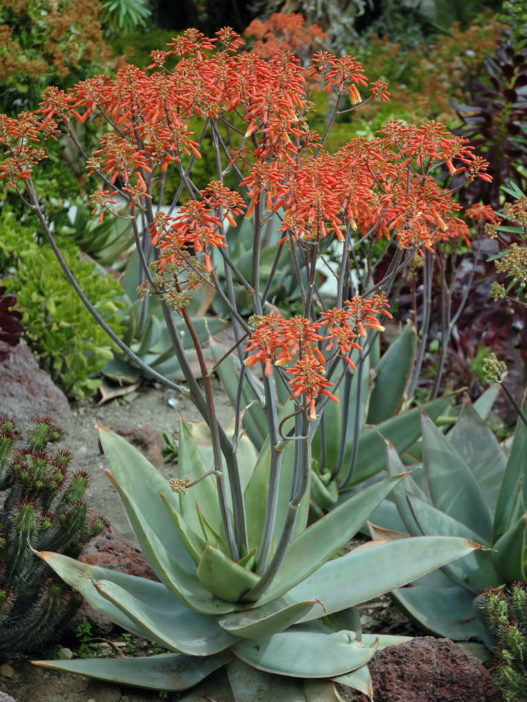 Aloe striata (Coral Aloe) - World of Succulents