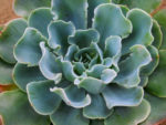 Echeveria 'Blue Frills' - World of Succulents