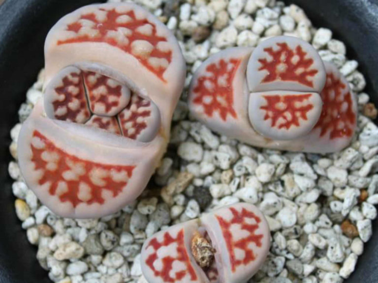 Lithops karasmontana 'Top Red' - World of Succulents