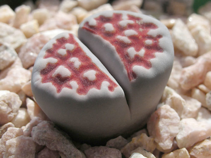 Lithops karasmontana 'Top Red' - World of Succulents