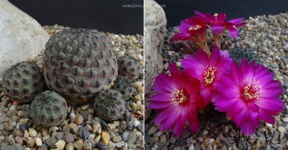 Rebutia rauschii - World of Succulents