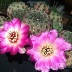 Rebutia rauschii - World of Succulents