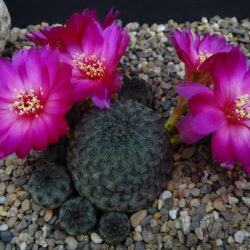 Flowers of Rebutia rauschii aka Sulcorebutia rauschii or Weingartia ...