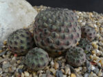 Rebutia rauschii - World of Succulents