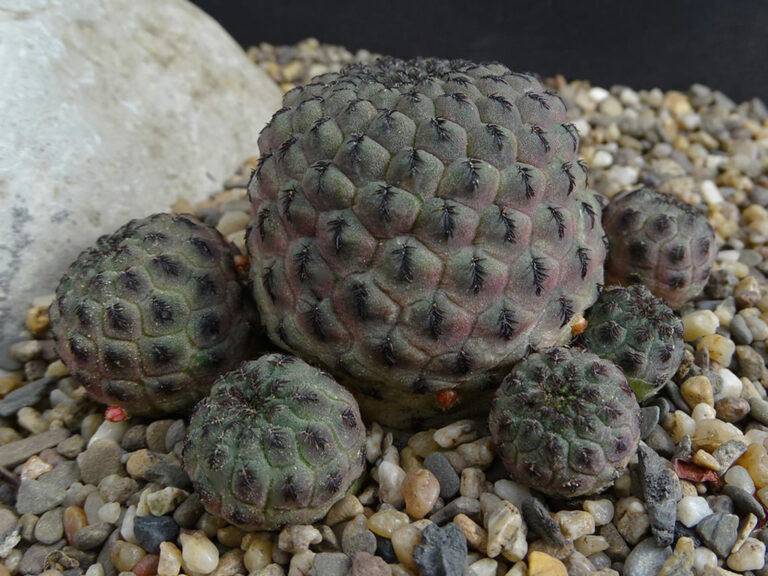 Rebutia rauschii - World of Succulents