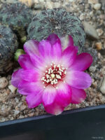 Rebutia rauschii - World of Succulents