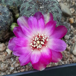 Rebutia rauschii - World of Succulents