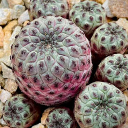 Rebutia rauschii - World of Succulents
