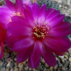 Rebutia rauschii - World of Succulents