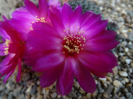 Rebutia rauschii - World of Succulents