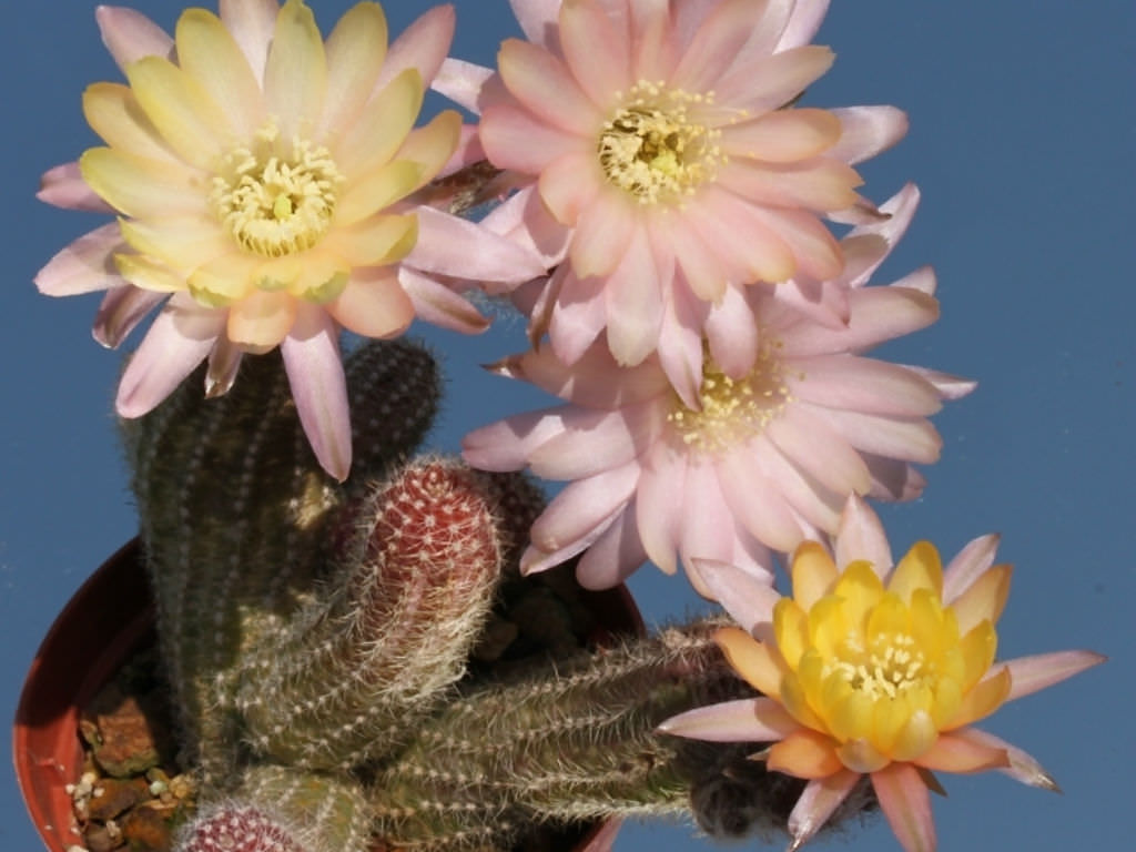 Echinopsis 'Annie' - World of Succulents