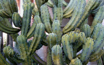 Propagation | World of Succulents