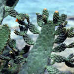 Consolea rubescens (Road Kill Cactus) - World of Succulents