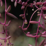 Othonna capensis 'Ruby Necklace' - World of Succulents