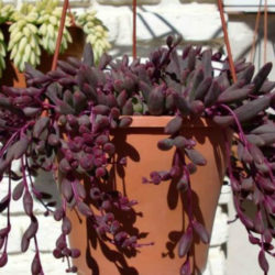 Othonna capensis 'Ruby Necklace' - World of Succulents