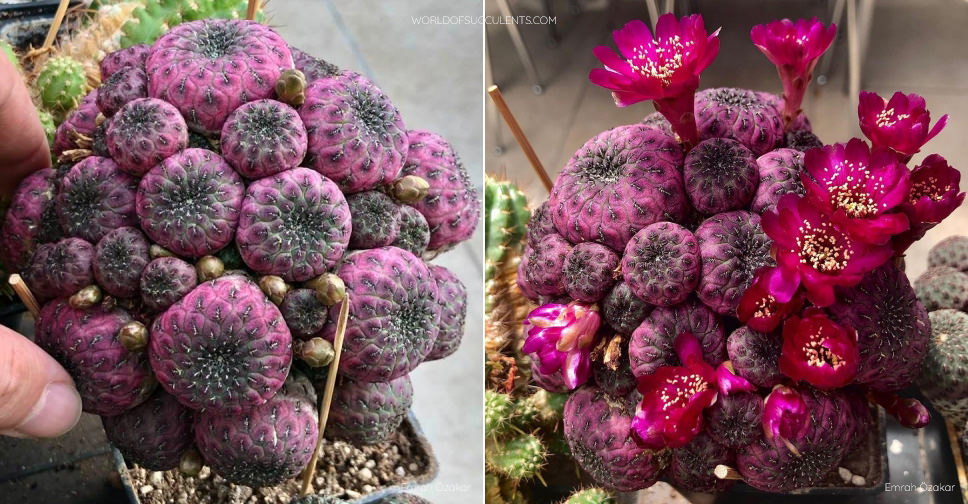 Rebutia rauschii f. violacidermis - World of Succulents