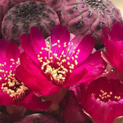 Rebutia rauschii f. violacidermis - World of Succulents