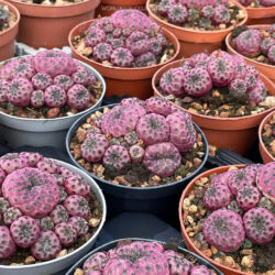 Rebutia rauschii f. violacidermis - World of Succulents