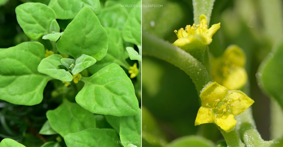Tetragonia tetragonoides (New Zealand Spinach) - World of Succulents