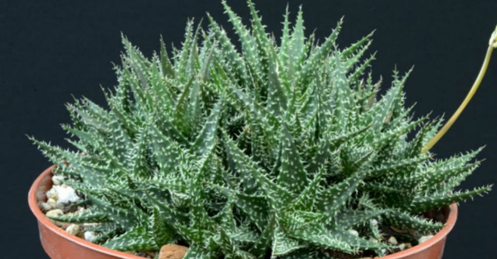 Aloe 'Pepe' - World of Succulents