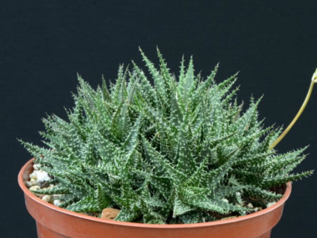 Aloe 'Pepe' - World of Succulents