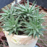 Aloe 'Pepe' - World of Succulents