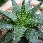 Aloe 'Pepe' - World of Succulents