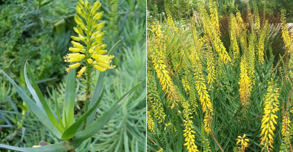Aloiampelos tenuior (Fence Aloe) - World of Succulents
