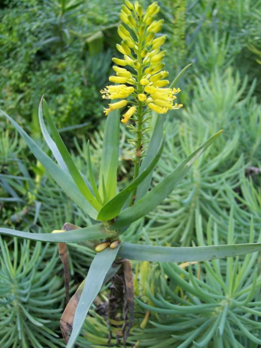 Aloiampelos tenuior (Fence Aloe) - World of Succulents