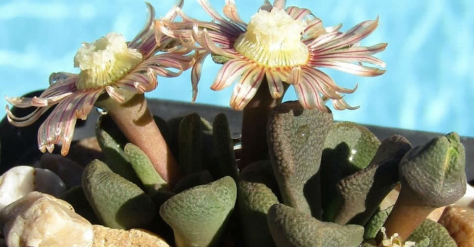 Aloinopsis rosulata - World of Succulents