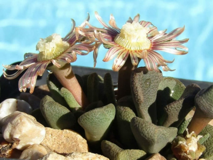 Aloinopsis rosulata - World of Succulents