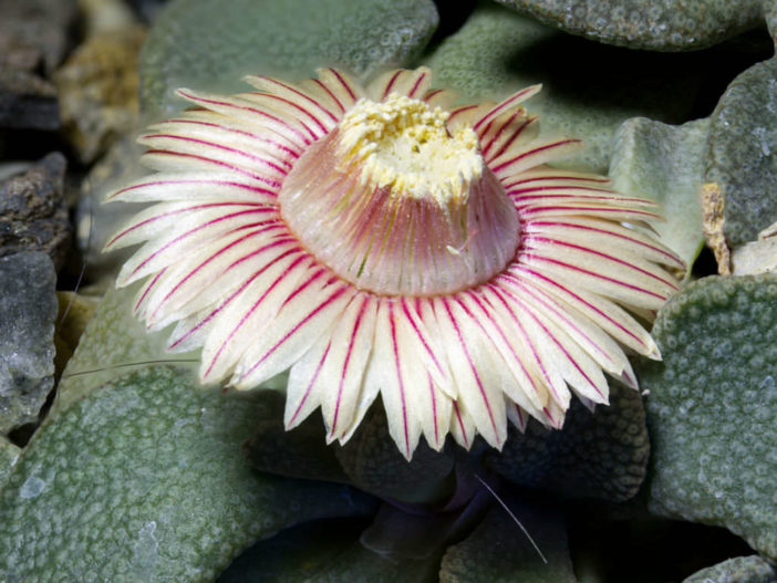 Aloinopsis rosulata - World of Succulents